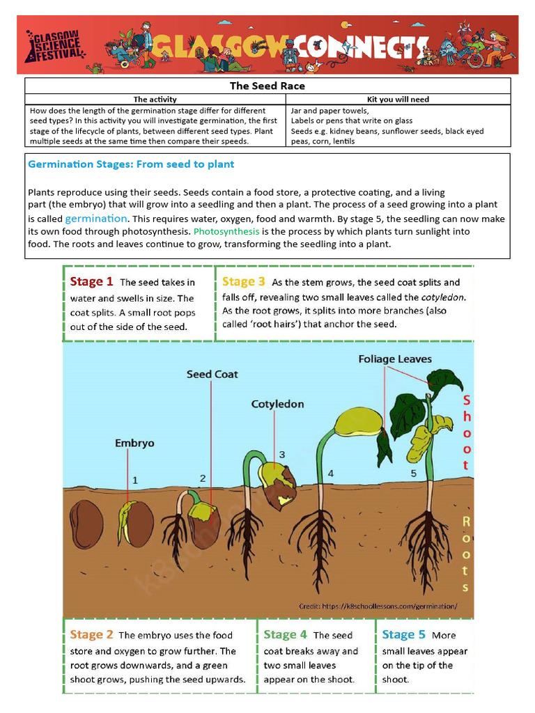 Germination | PDF