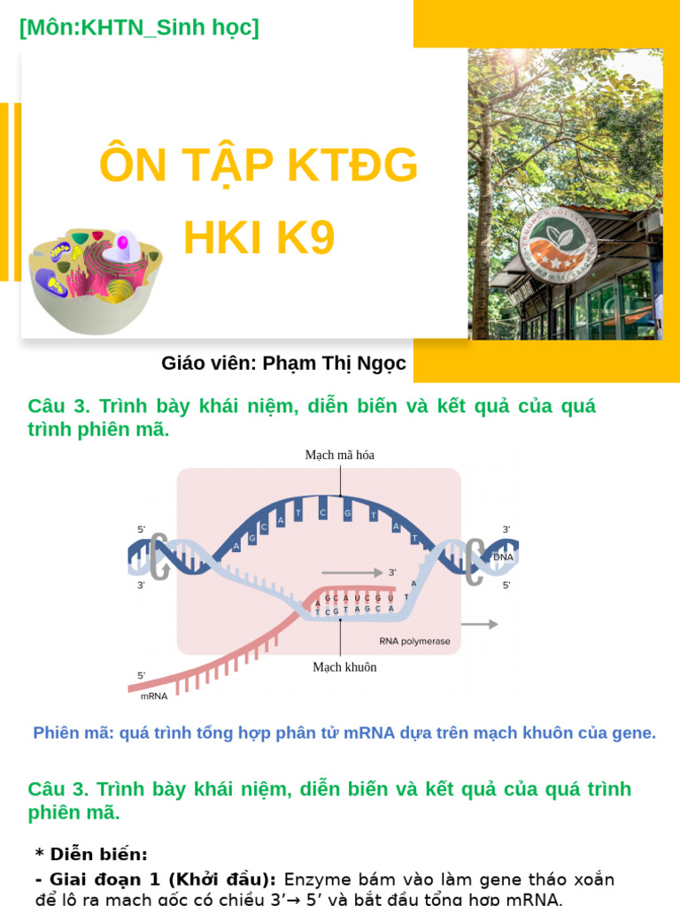 KHTN 9 - ÔN TẬP HKI | PDF