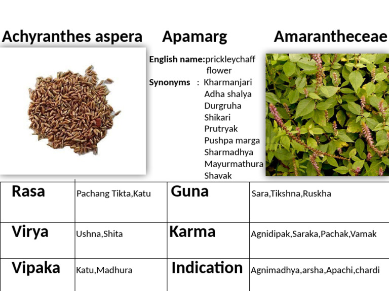 Achyranthes Aspera Apamarg Amarantheceae | PDF