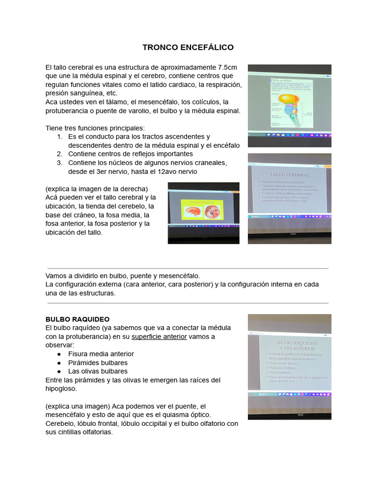 Clase 6 - Tronco Encefalico | PDF | Cerebelo | Cerebro