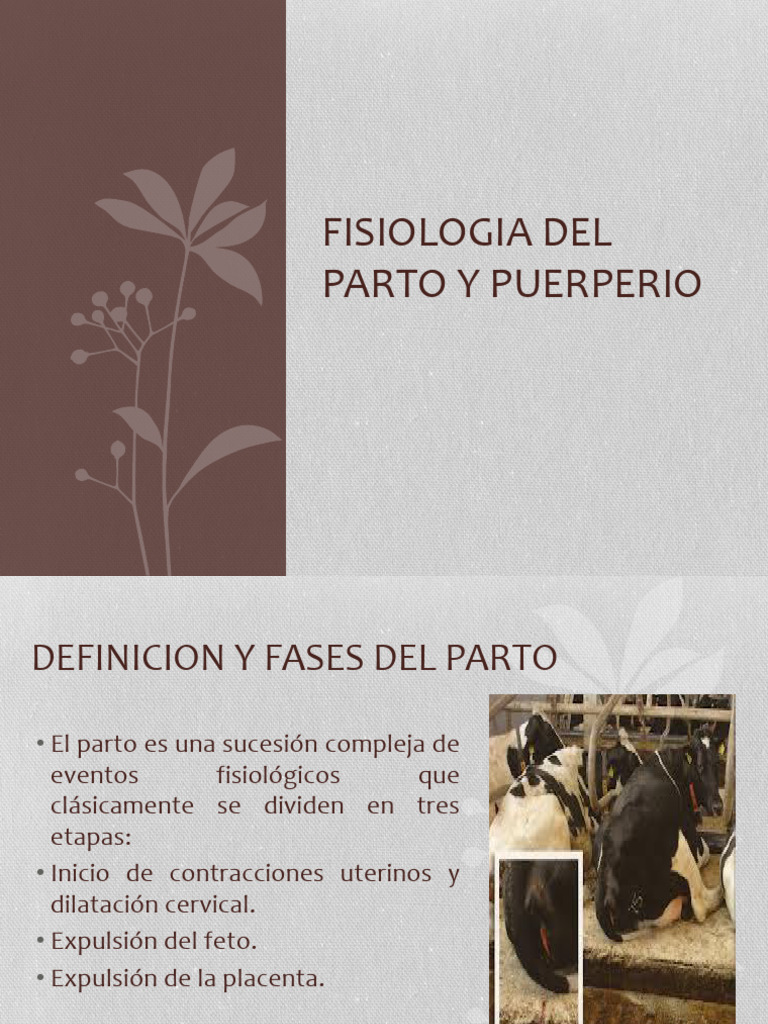 Fisiología del Parto en Cerdas | PDF | Parto | Feto