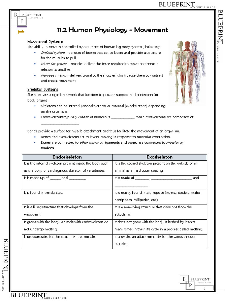 Human Physiology: Movement Systems Overview | PDF | Skeleton | Muscle ...