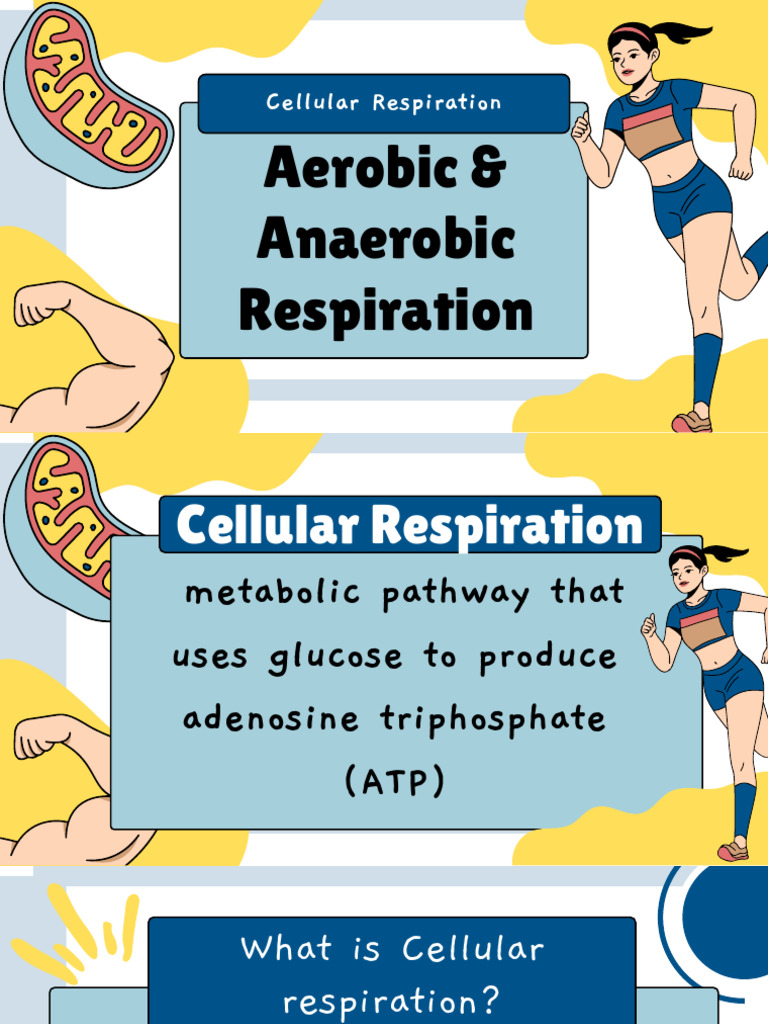 Aerobic vs Anaerobic Respiration Explained | PDF | Cellular Respiration ...