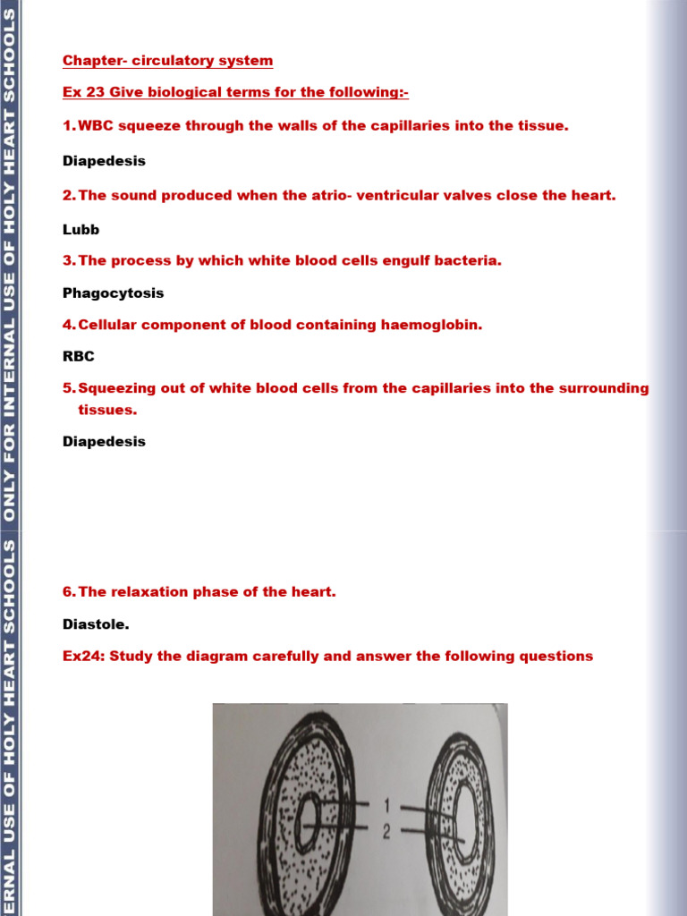 Circulatory System | PDF | Heart Valve | Heart