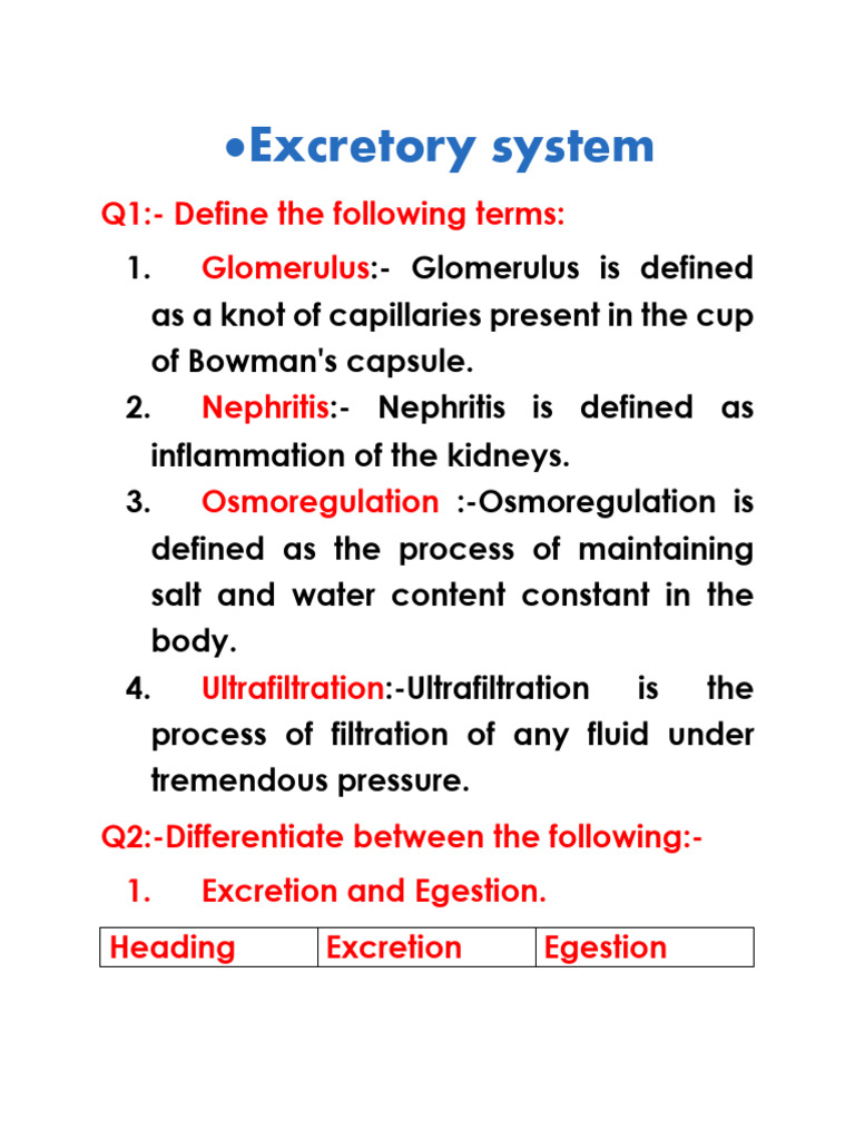 Answer Key of Excretory System Class 9 | PDF | Kidney | Urinary System