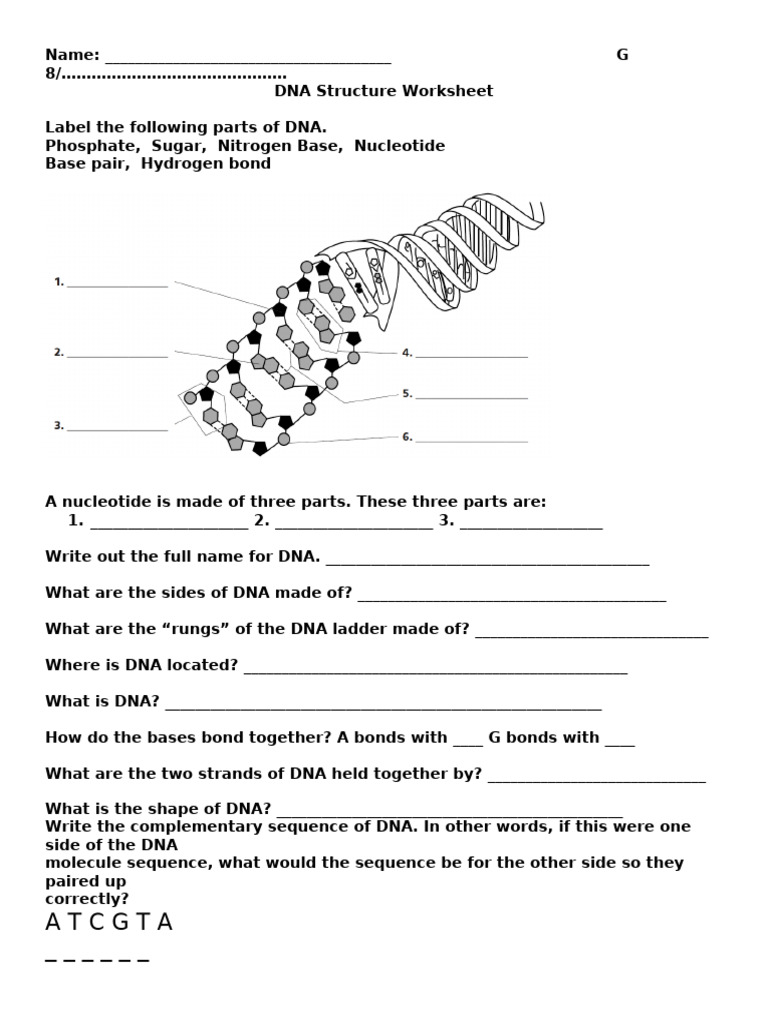 DNA Structure Worksheet | PDF | Science & Mathematics | Computers