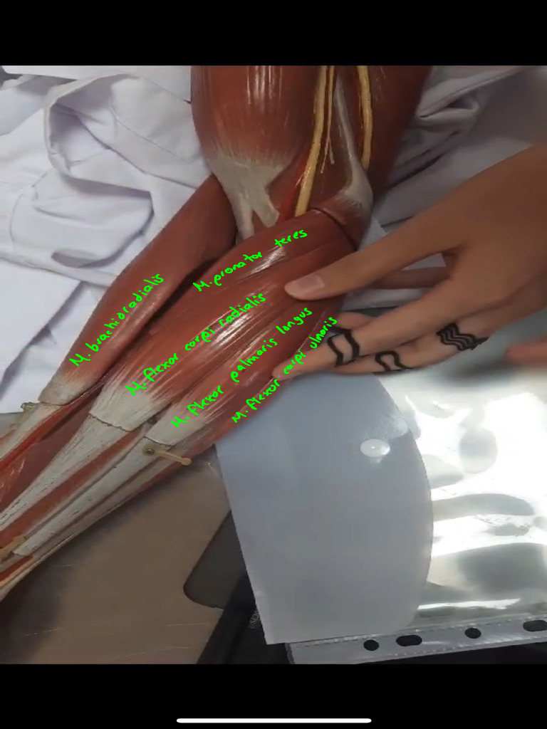 Anatomi Pratik Resimler | PDF