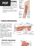 Anatomía del Brazo: Estructura y Función | PDF | Codo | Extremidades ...