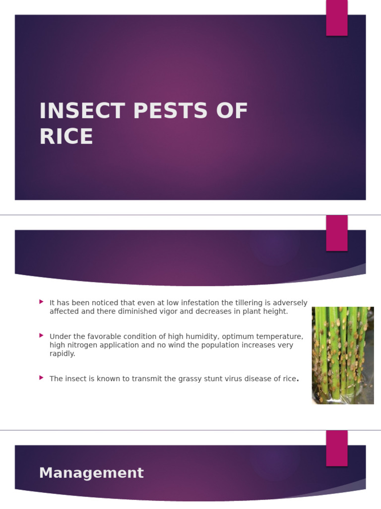130-Insect Pests of Rice | PDF