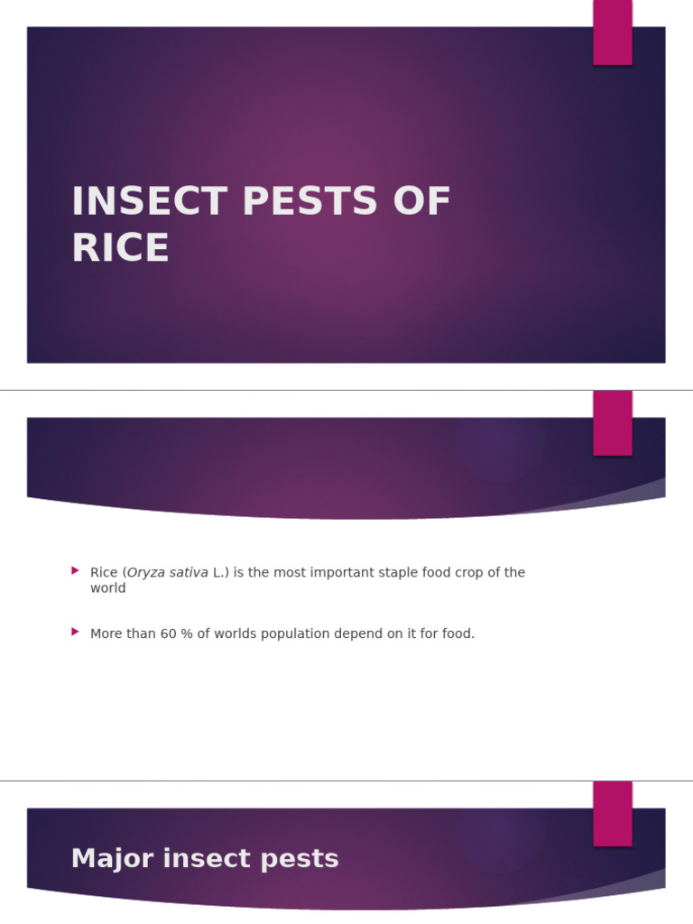 129-Insect Pests of Rice | PDF
