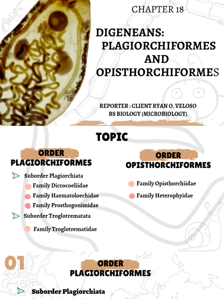 Chapter 18 Digeneans Plagiorchiformes and Ophistorchiformes | PDF ...