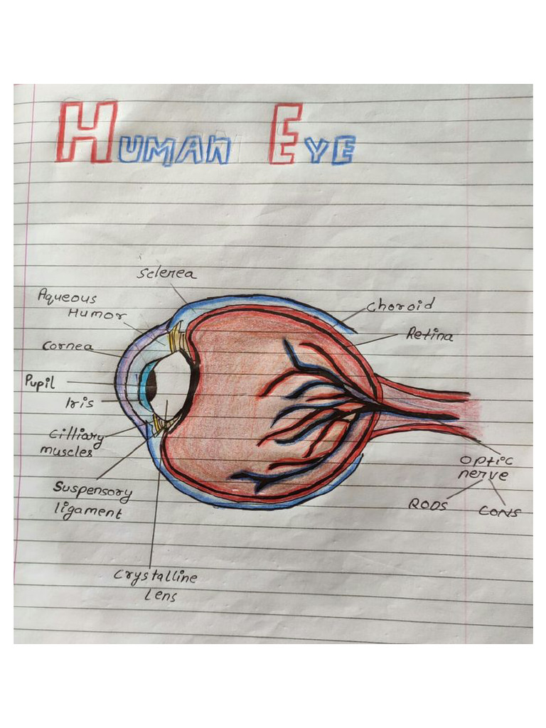 Human Eye | PDF