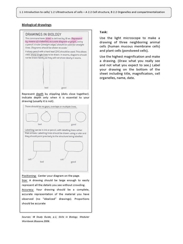 Biological Drawings | PDF