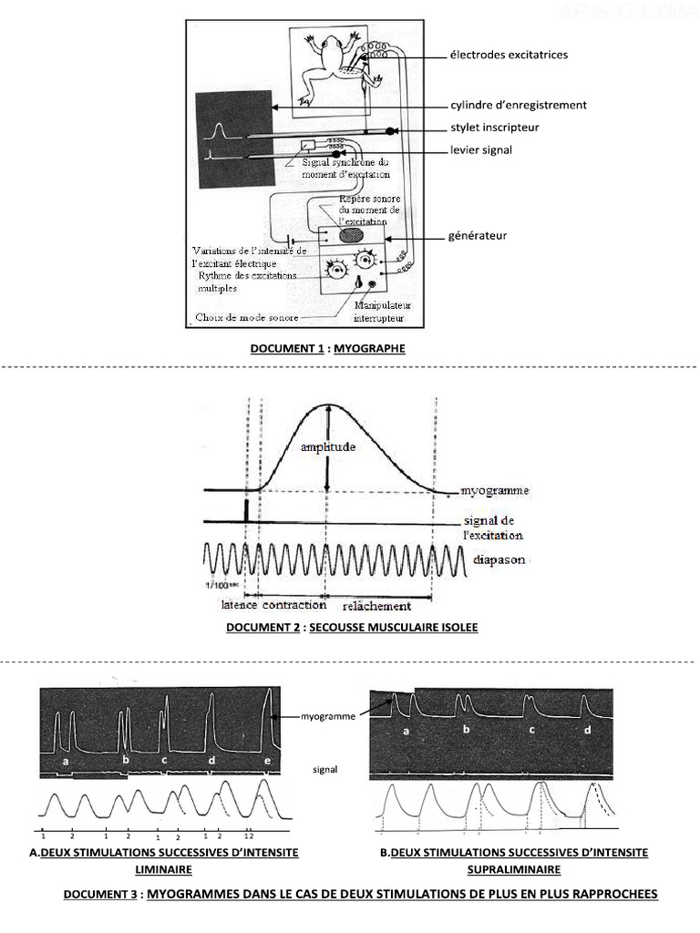 L3 Le Fonctionnement Du Muscle Strié Squelettique SUPPORTS | PDF