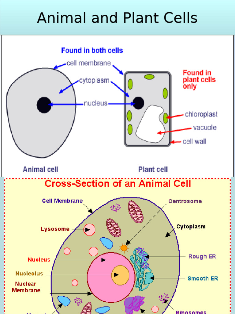 Diagrams Biology | PDF