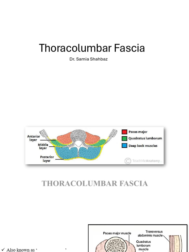 3.Thoracolumbar Fascia | PDF | Vertebral Column | Musculoskeletal System