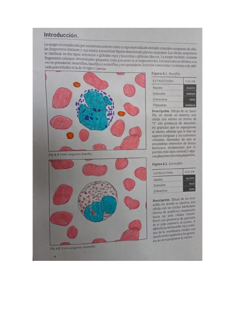 Basofilo y Eosinofilo | PDF