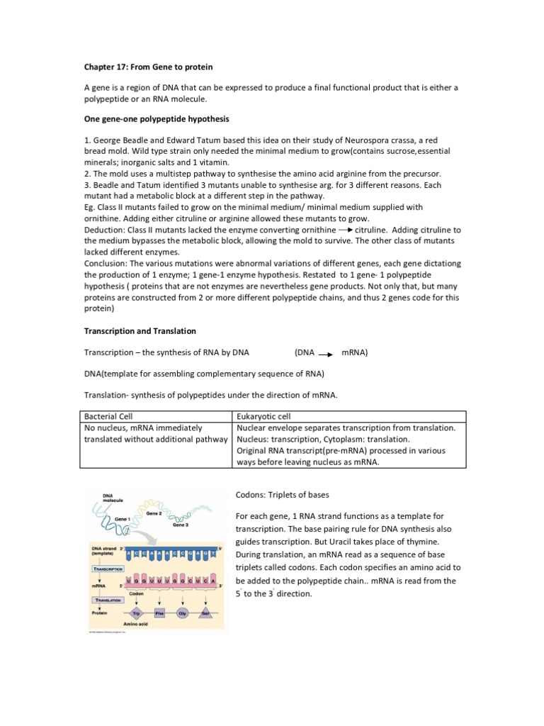 From Gene to Protein: Key Concepts | PDF | Rna | Translation (Biology)