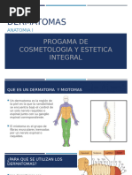 Dermatomas y Miotomas | PDF | Nervio | Sistema musculoesquelético