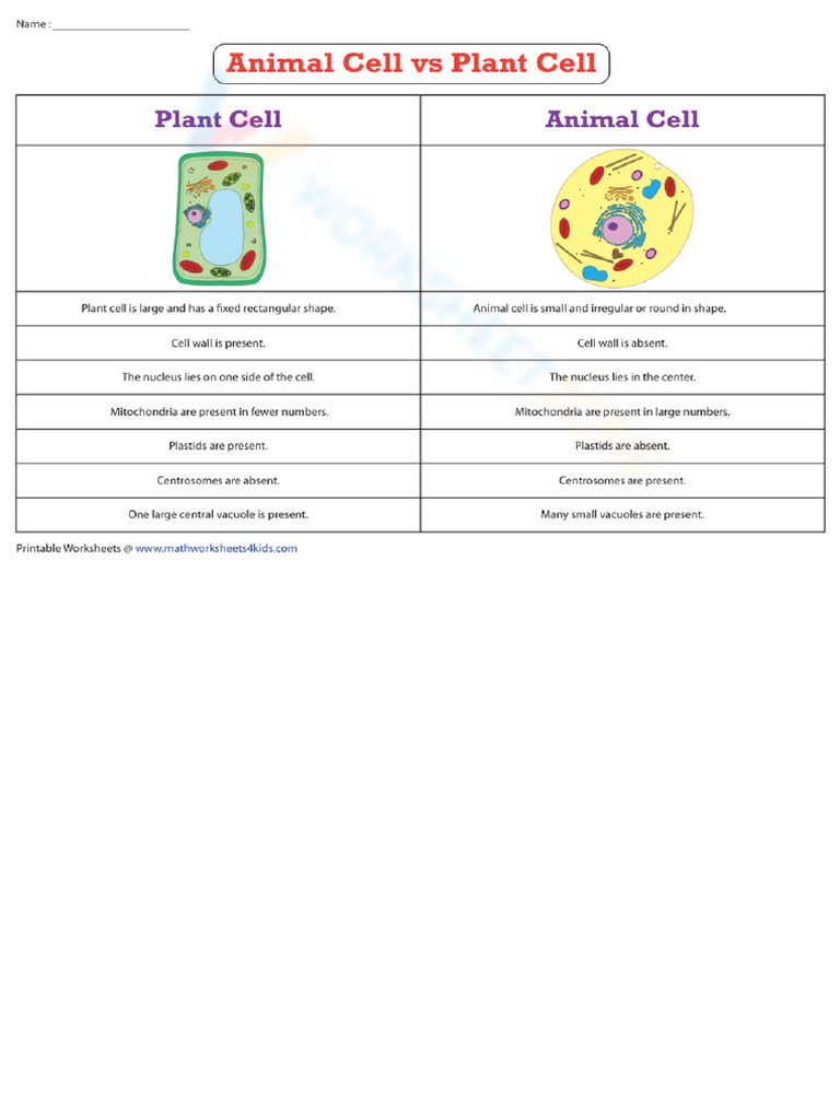 Animal Cell Vs Plant Cell | PDF