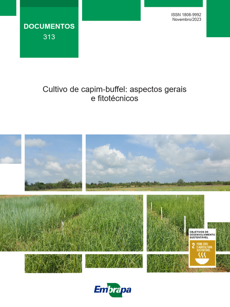 Cultivo de Capim-Buffel: Guia Completo | PDF | Agricultura | Fertilizante