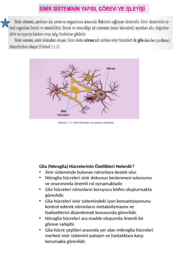 Sinir Sistemi | PDF