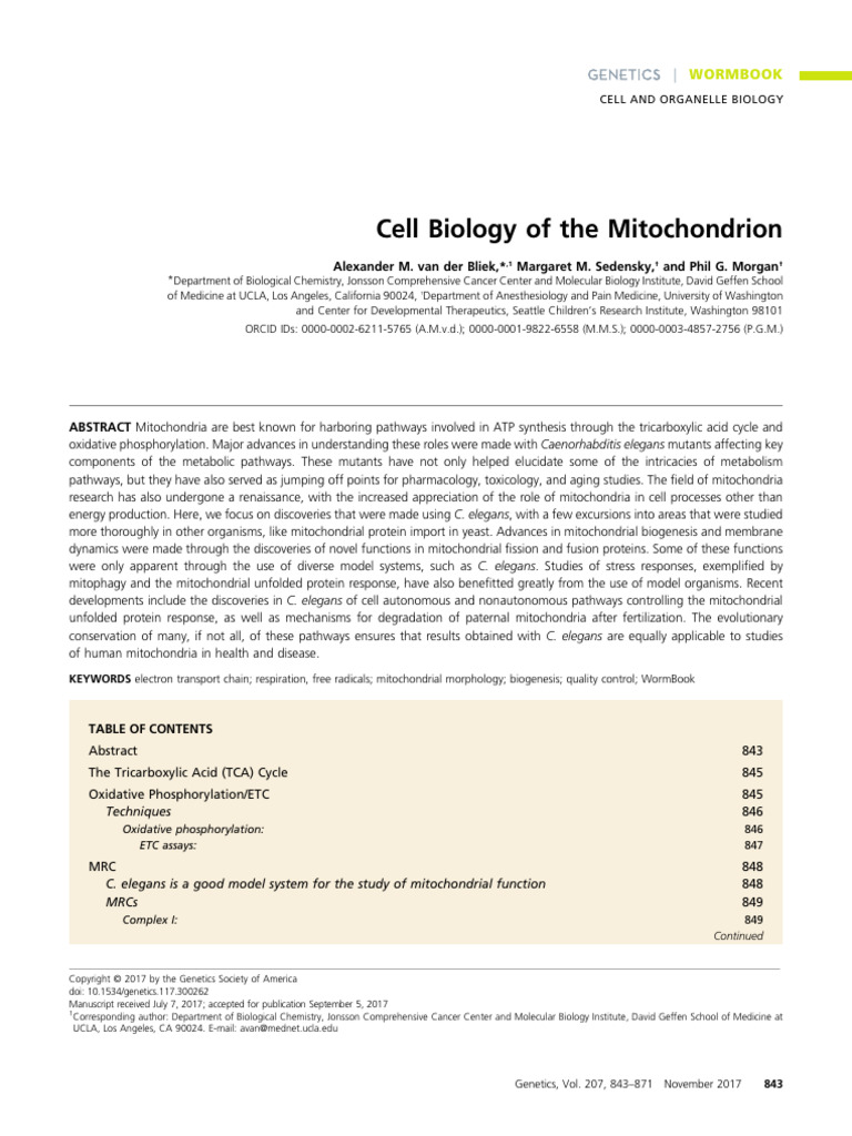 Biology: Mitochondria and Chloroplasts | PDF | Electron Transport Chain ...