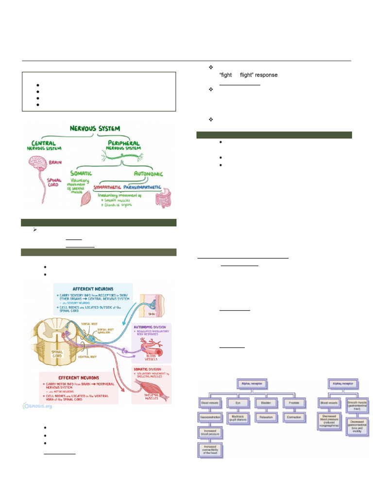 Pharmacology Mid-Term Topics Overview | PDF | Norepinephrine | Vomiting
