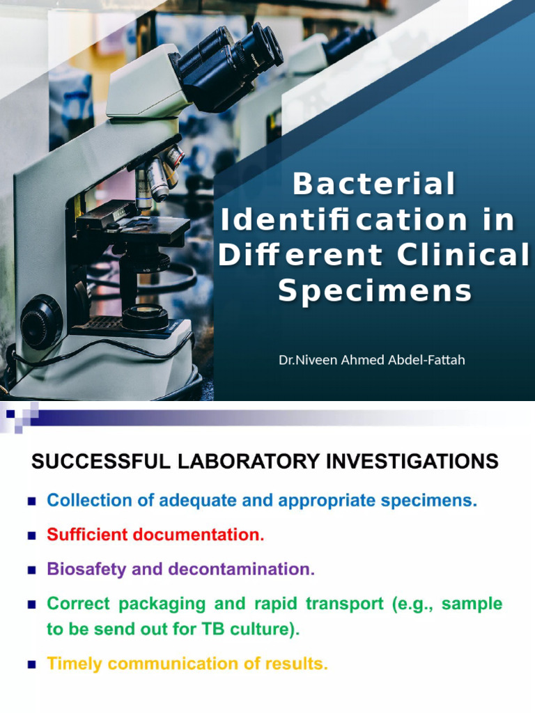 Bacterial Identification Pdf Staphylococcus Streptococcus