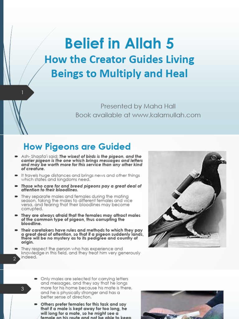 Belief in Allah 5 R | PDF | Male | Birds