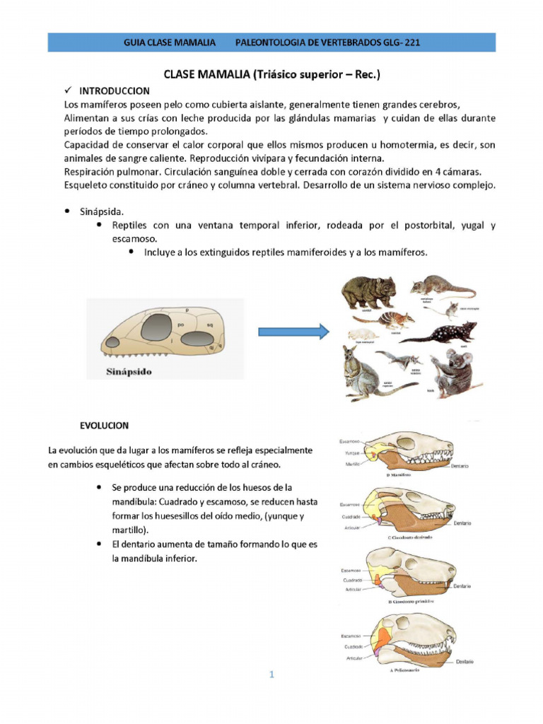 14 Clase Mamalia | PDF