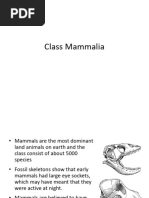 Primate Chart | PDF | Monkey | Ape