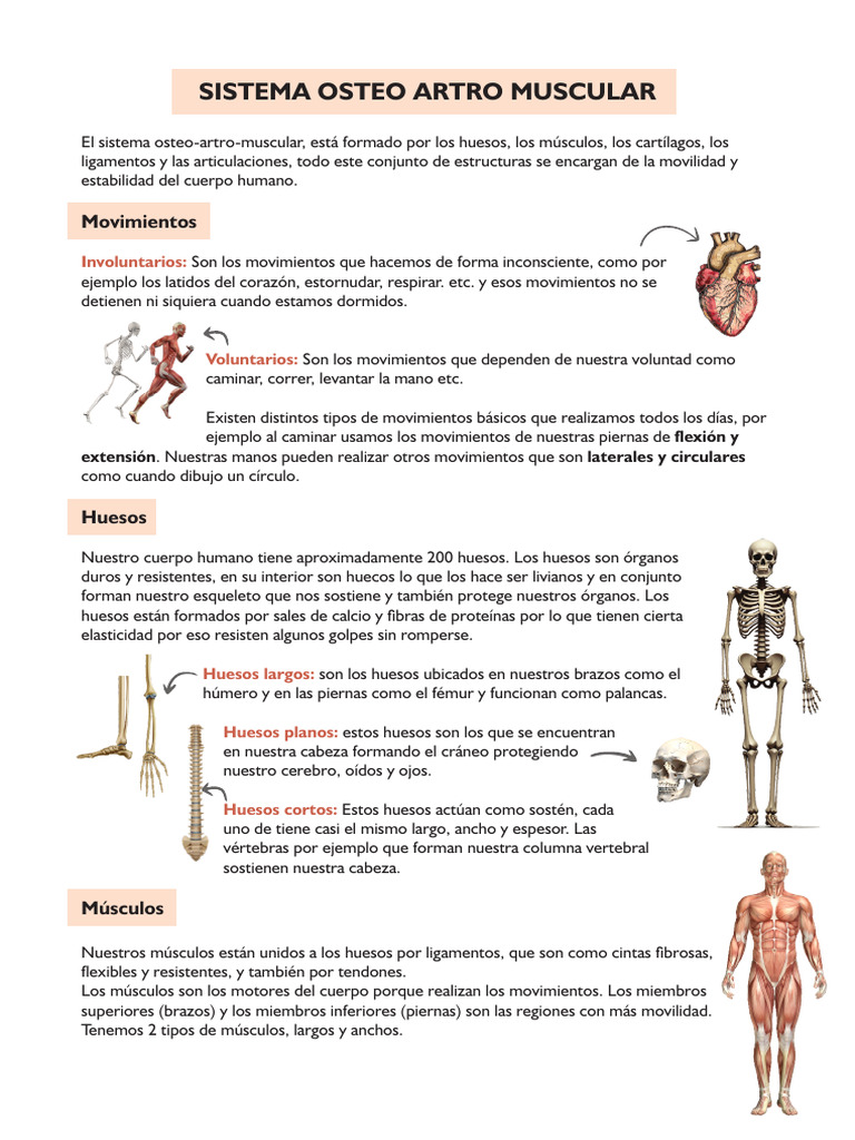 Sistema Osteo Artro Muscular | PDF | Articulación | Hueso