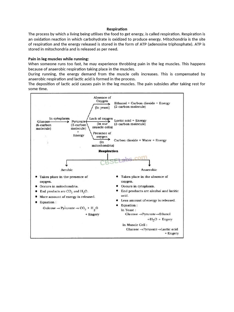 SCIENCE | PDF | Cellular Respiration | Mirror