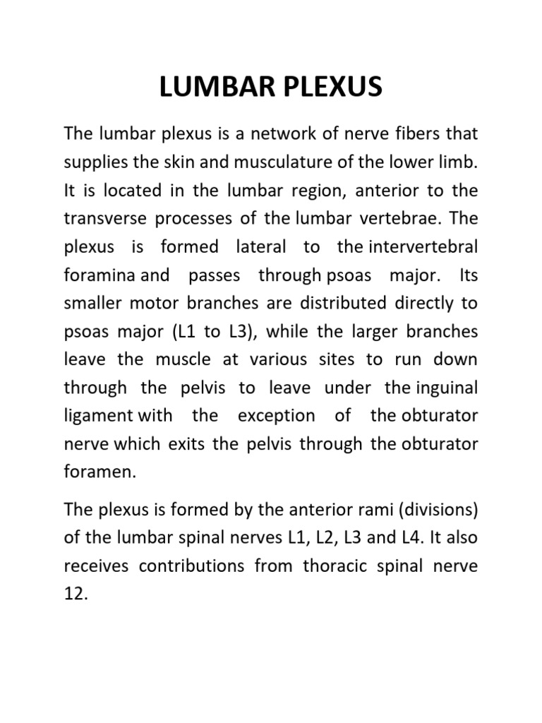 Lec 12 LUMBAR PLEXUS | PDF | Vertebral Column | Musculoskeletal System