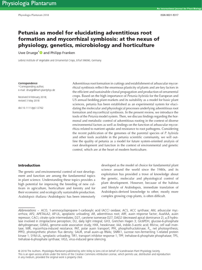 Petunia As Model For Elucidating Adventitious Root Formation and ...