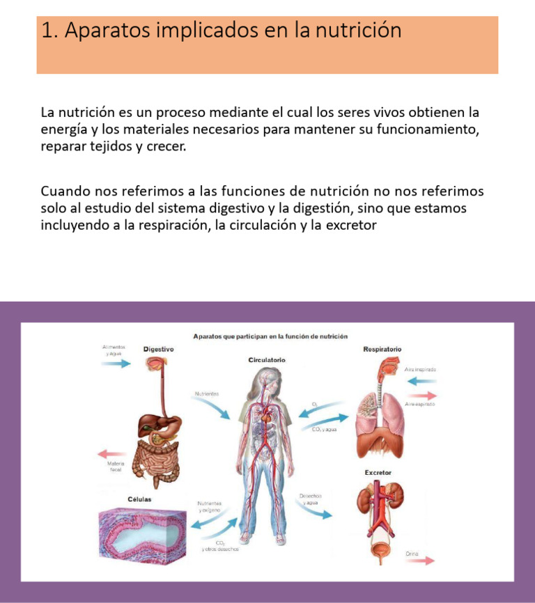 1 Aparatos Implicados en La Nutrición | PDF | Relaciones personales ...