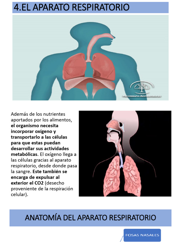 4 Anatomía Del Aparato Respiratorio | PDF