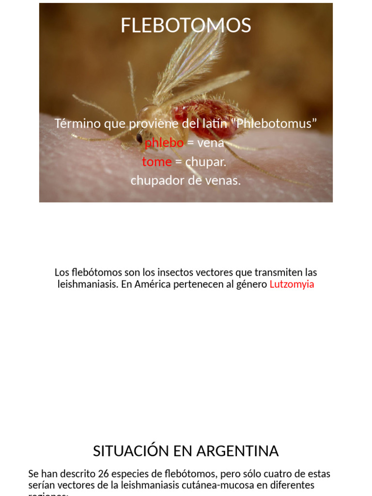 Flebótomos: Vectores de Leishmaniasis en Argentina | PDF | Insectos | Mosca