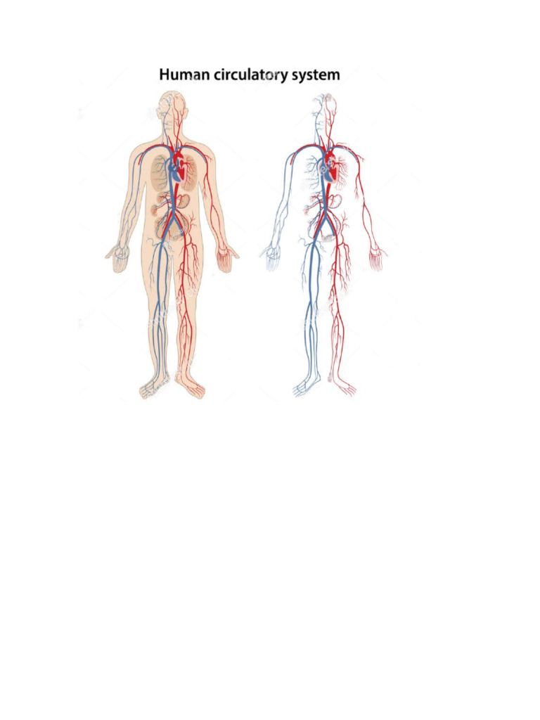 Human Circulatory System | PDF