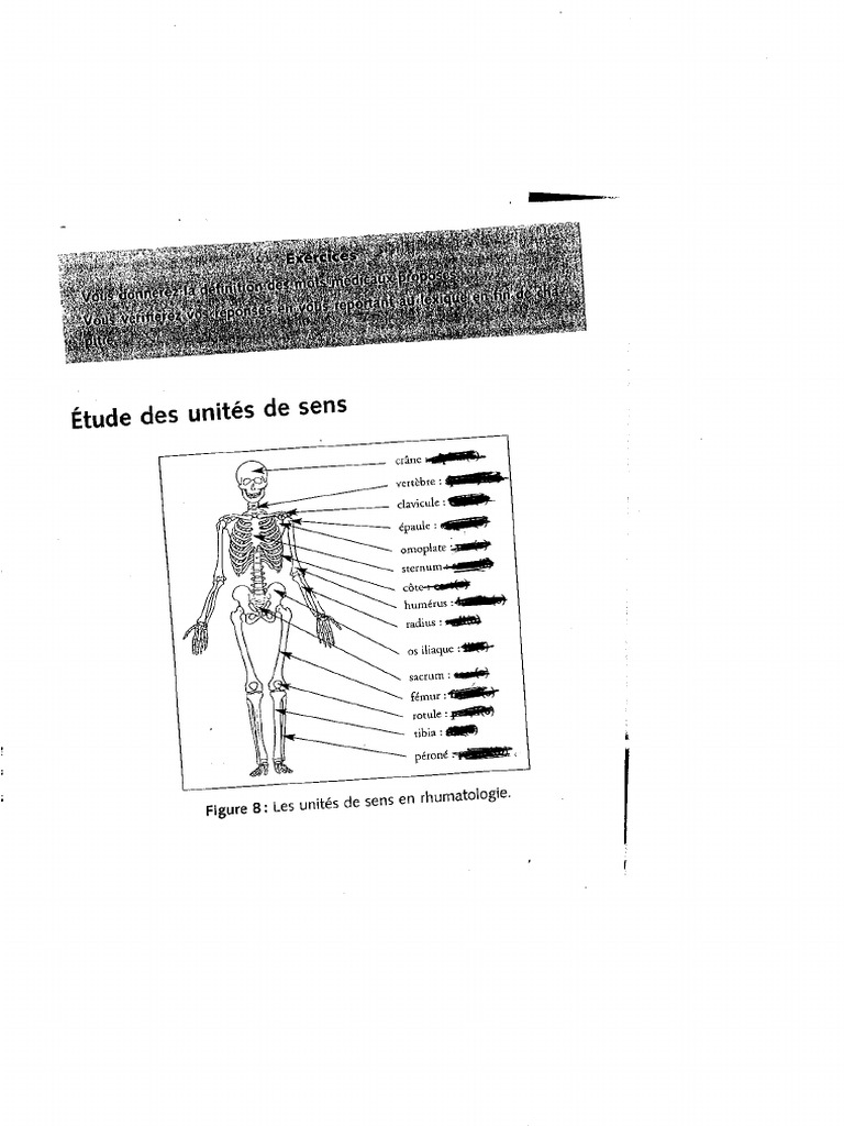 Squelette Term Med | PDF