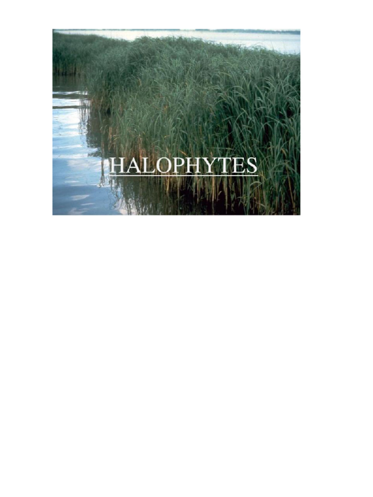 Halophytes: Adaptations and Anatomy | PDF | Tissue (Biology) | Plant Stem