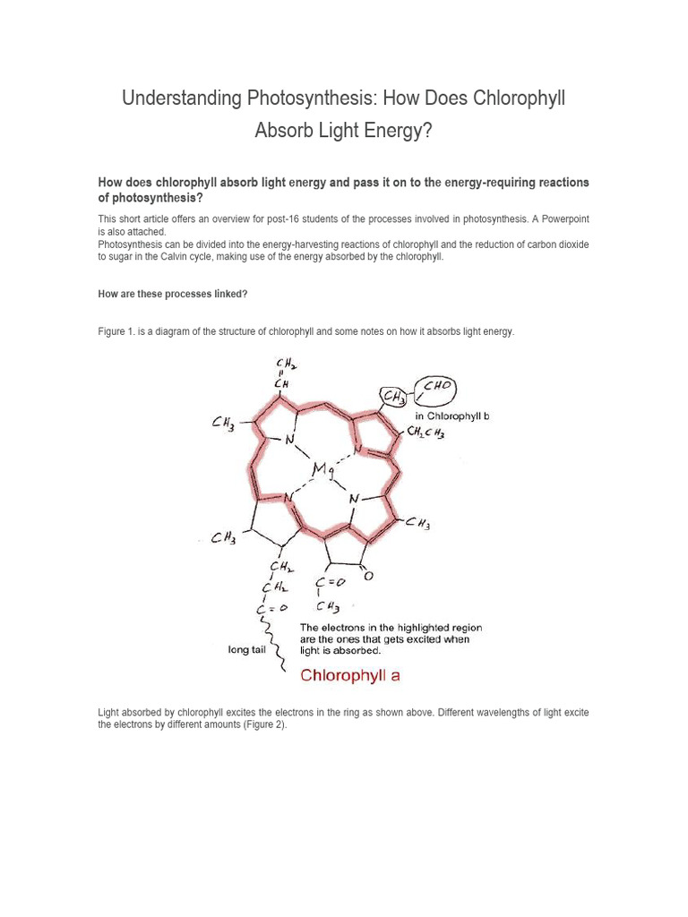 Understanding Photosynthesis - How Does Chlorophyll How Does ...