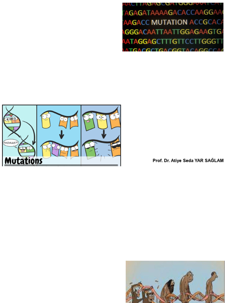 Mutations and Mutagens ING 2023 | PDF | Meiosis | Ploidy