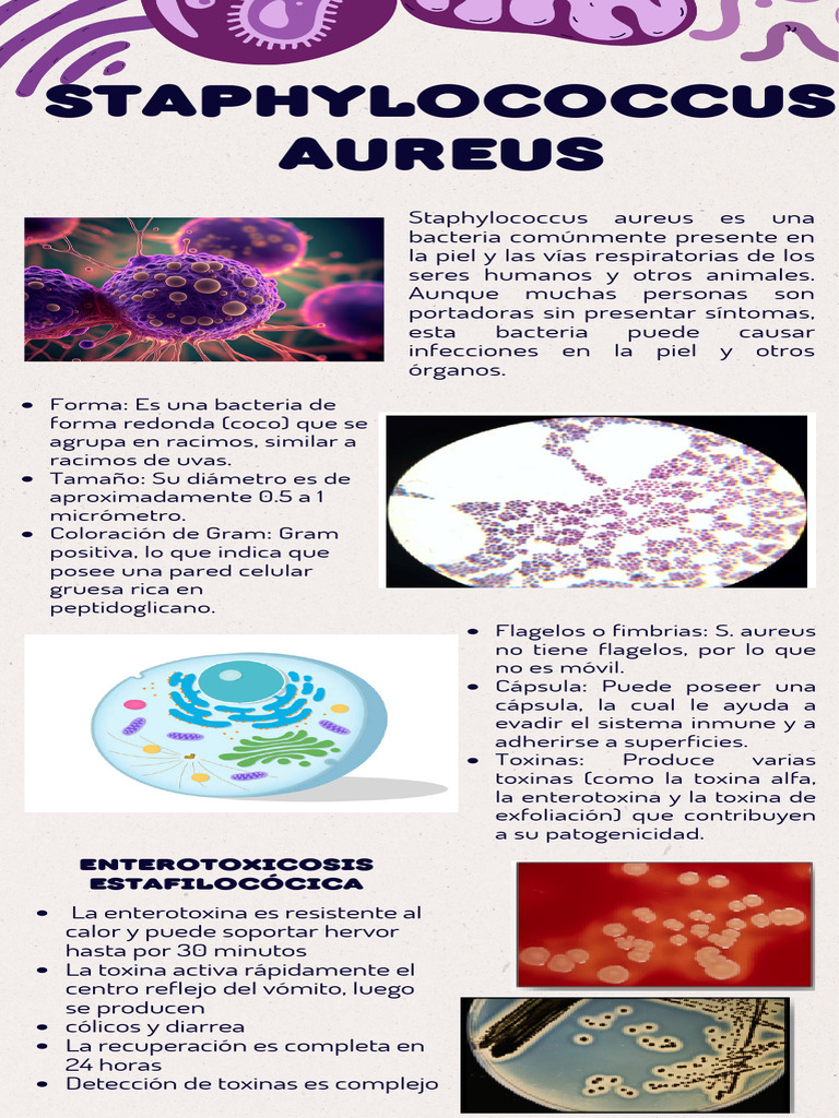 Infografia de Staphylococcus Aureus | PDF