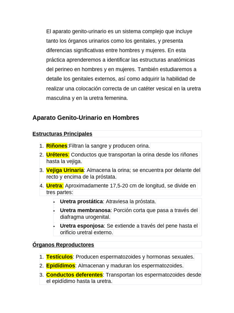 Prac6 Genitourinario | PDF | Labios | Sistema reproductivo