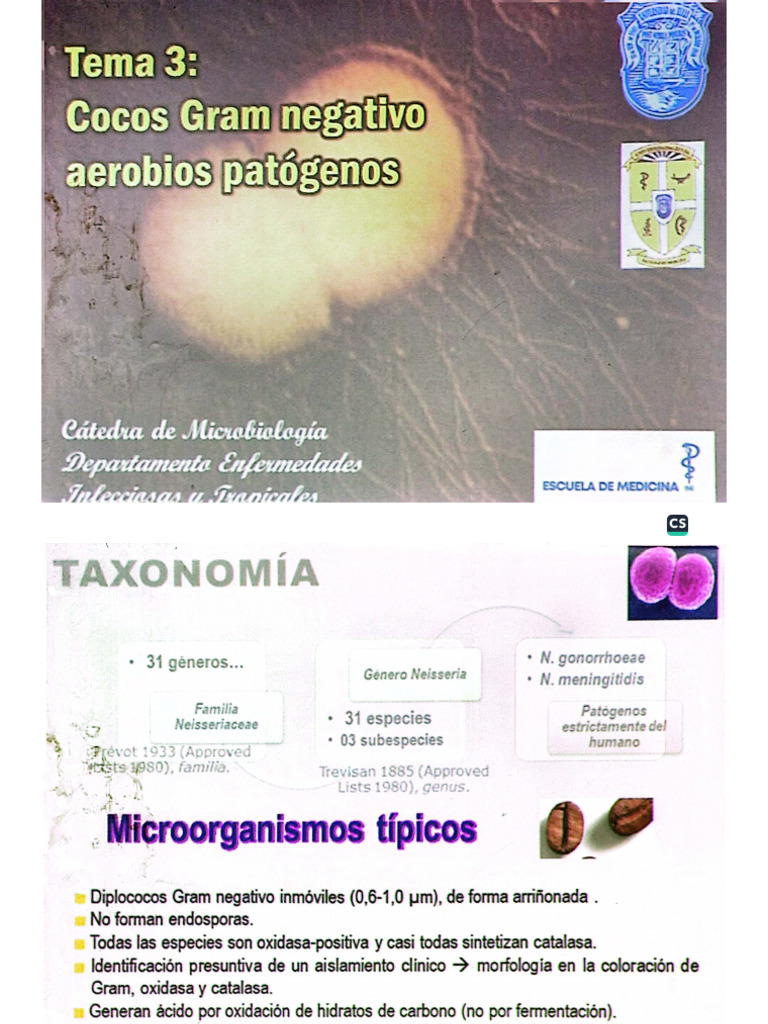 Tema 3 Coco Gram Negativos Fotos Tomadas en Clase | PDF