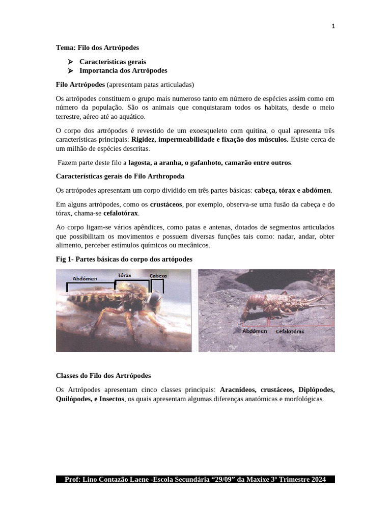 Características e Importância dos Artrópodes | PDF | Insetos | Crustáceo