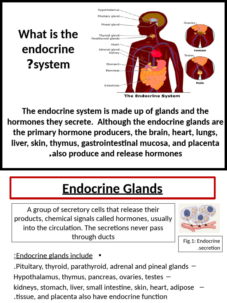 Endocrine 11 | PDF | Endocrine System | Hypothalamus
