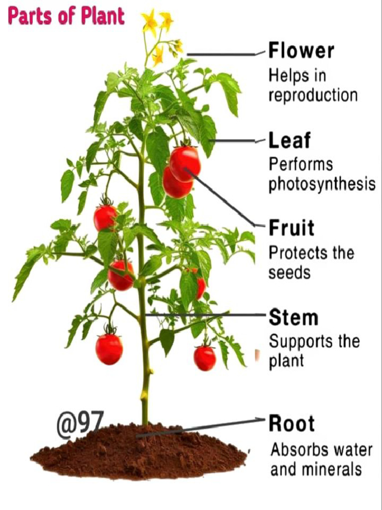 A Part of Plant | PDF